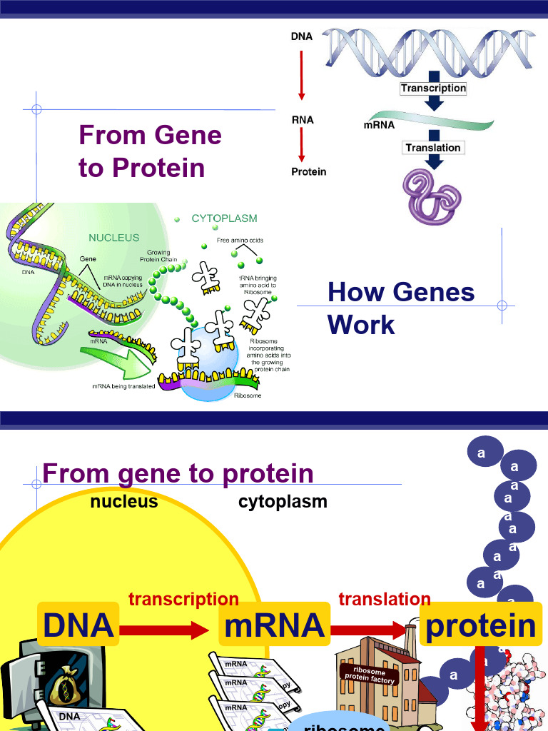 Translation Pdf Translation Biology Messenger Rna 6561