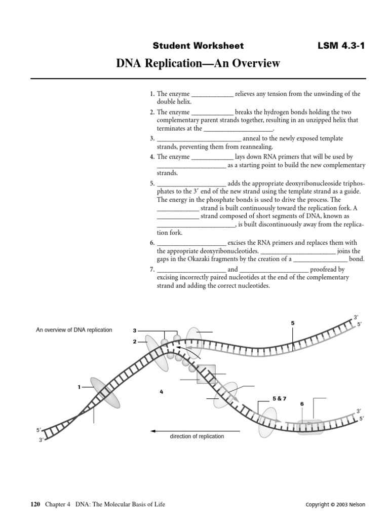 DNA Replication | PDF