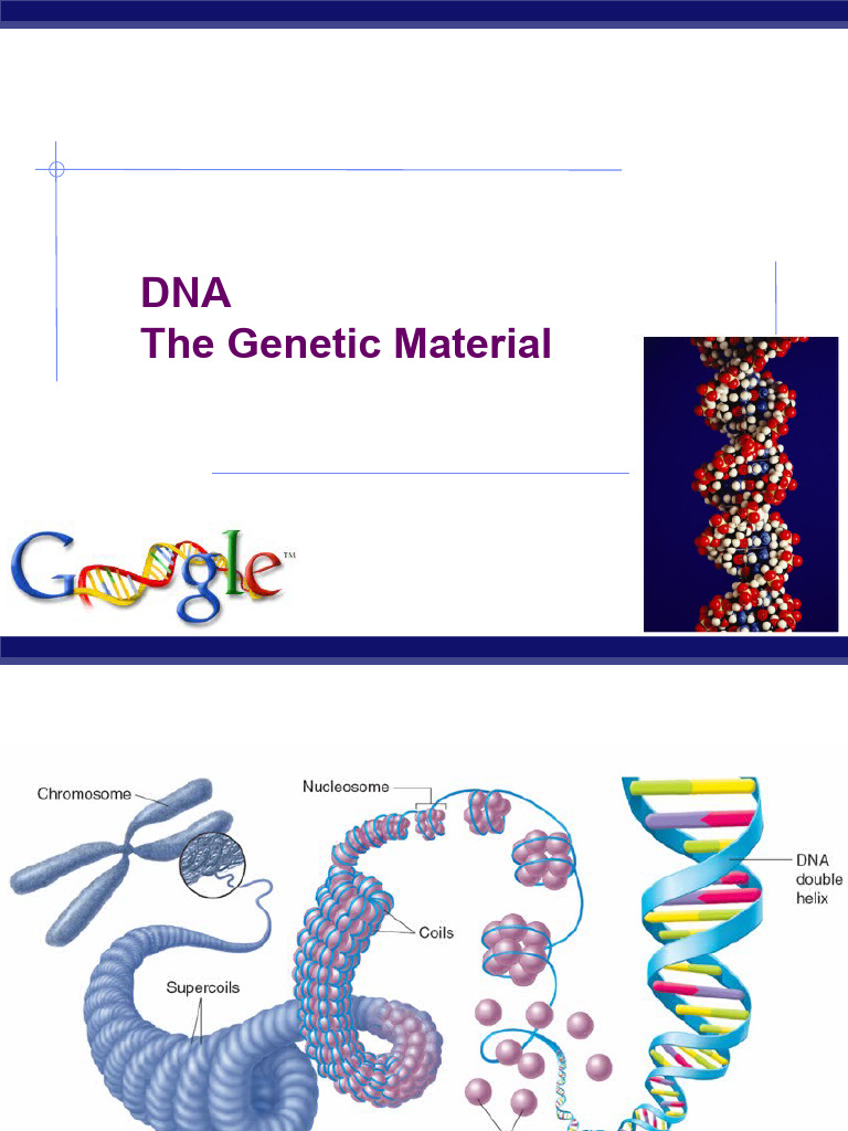 PPT DNAhistory | PDF