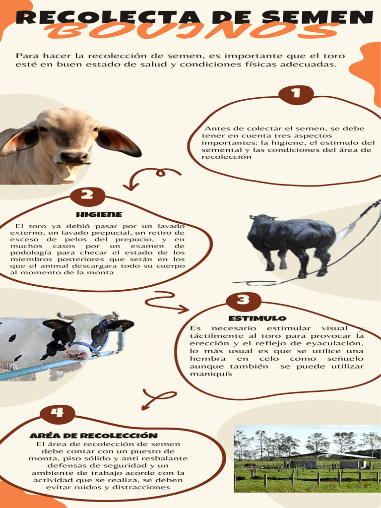 Infografía recolecta de semen en bovinos | PDF