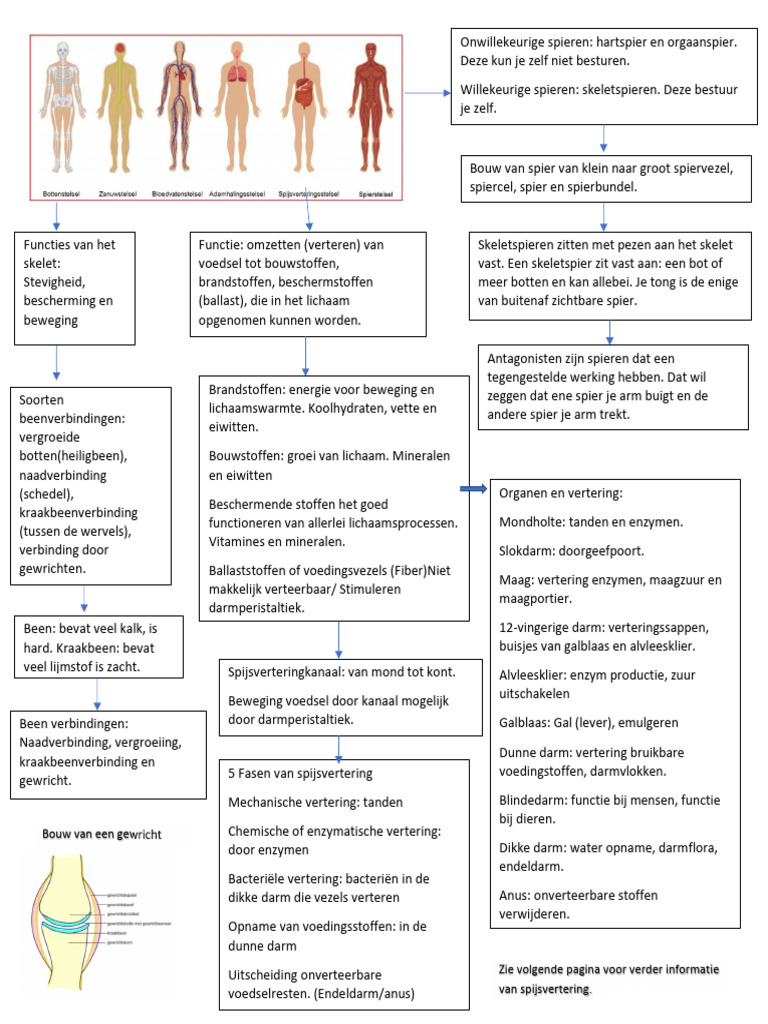Mind Map Het Lichaam NMT | PDF