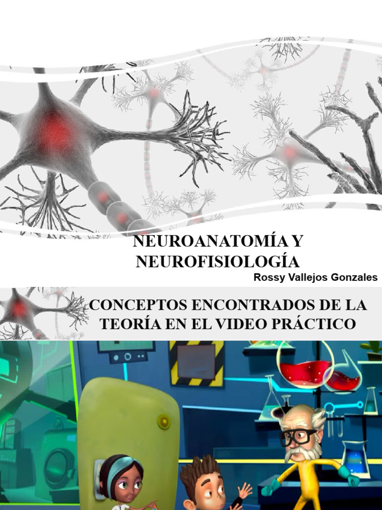 NEUROANATOMÍA Y NEUROFISIOLOGÍA TAREA | PDF