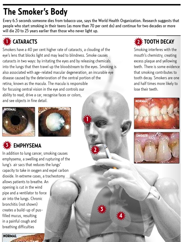The Smoker Body (Smoking Effects On Human) | PDF | Tobacco Smoking ...