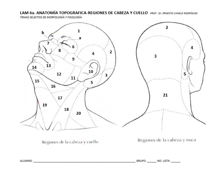 Anatomía De Las Regiones De La Cabeza Regiones Corporales Resumen