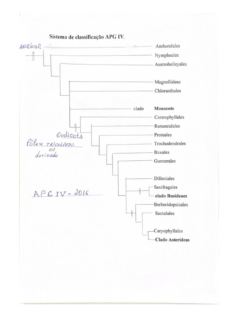 Sistema de Classificação APG IV. | PDF