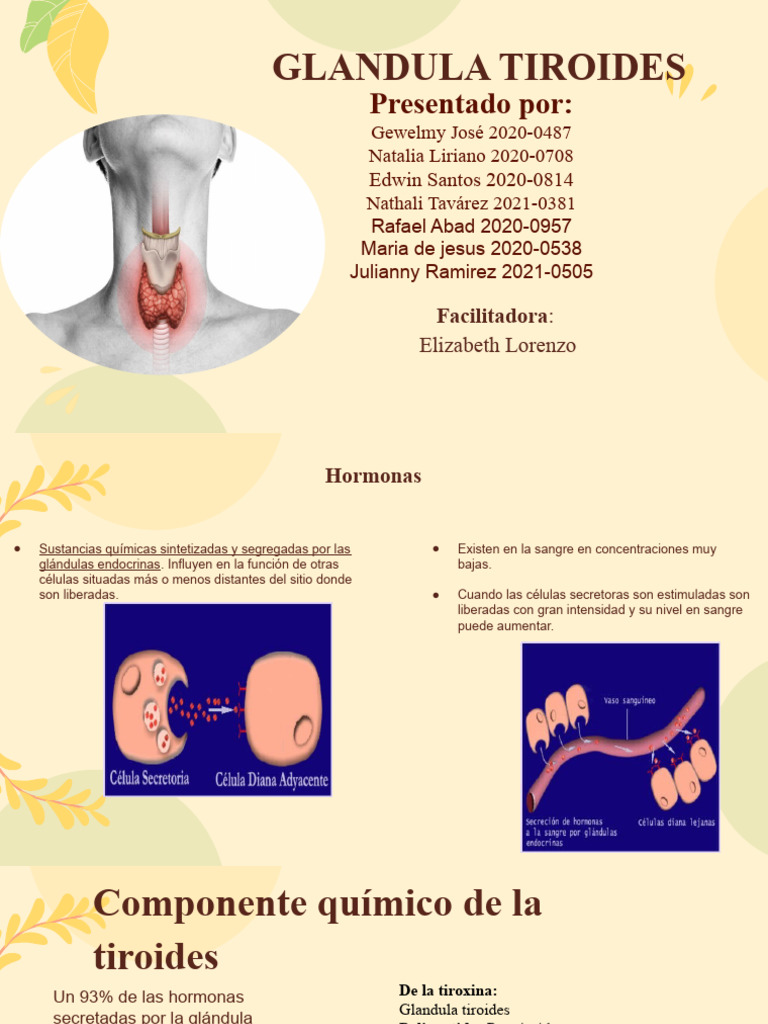Glandula Tiroides Resumen | Descargar gratis PDF | Hormona estimulante de la tiroides | Tiroides