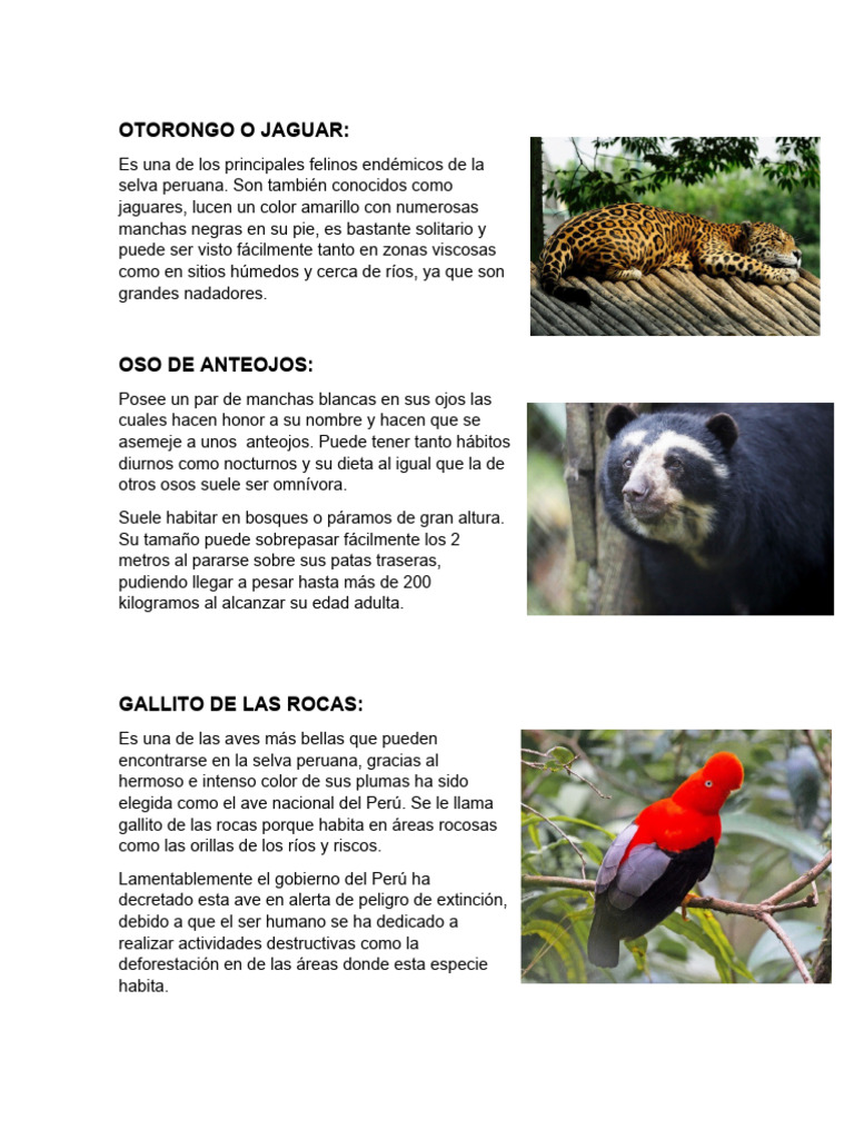 Animales de La Selva | PDF | Jaguar | Aves