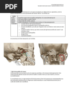 Fosa Pterigoidea y Pterigopalatina | PDF | Sistema esquelético ...