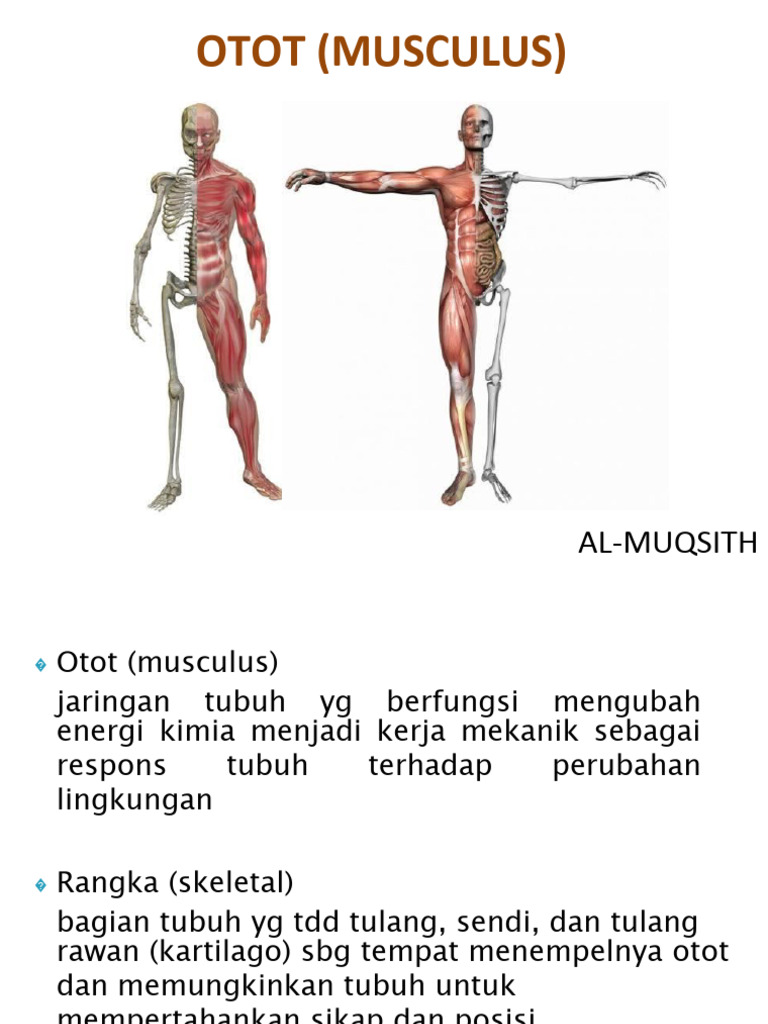 Musculus 1 | PDF