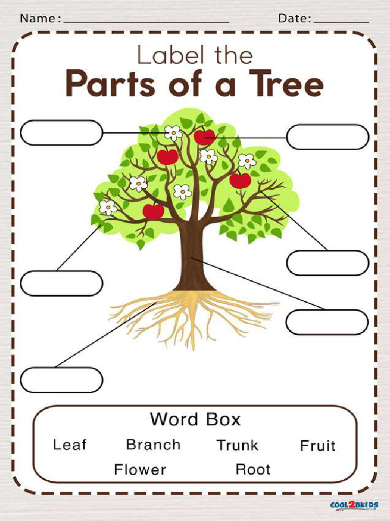 Parts of A Tree Worksheet Colored Version | PDF