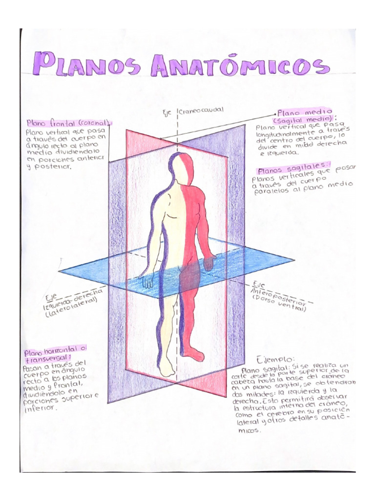Planos Anatómicos | PDF