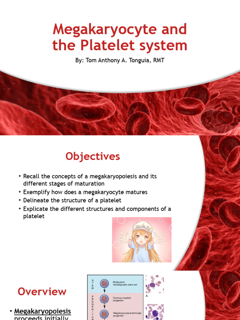 Megakaryocyte - Platelet Structure and Functions | PDF