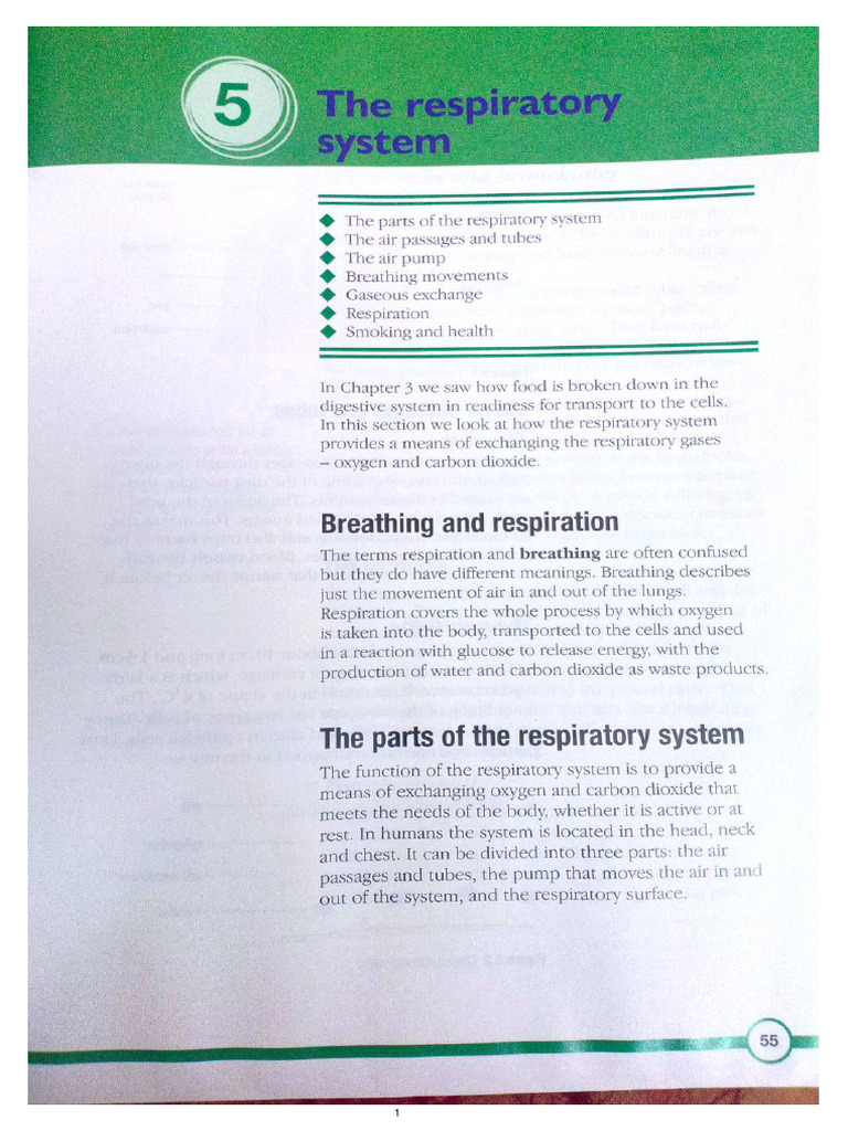 Respiratory System | PDF