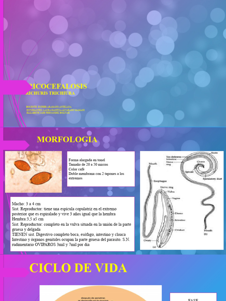 Trichuris Trichiura | PDF