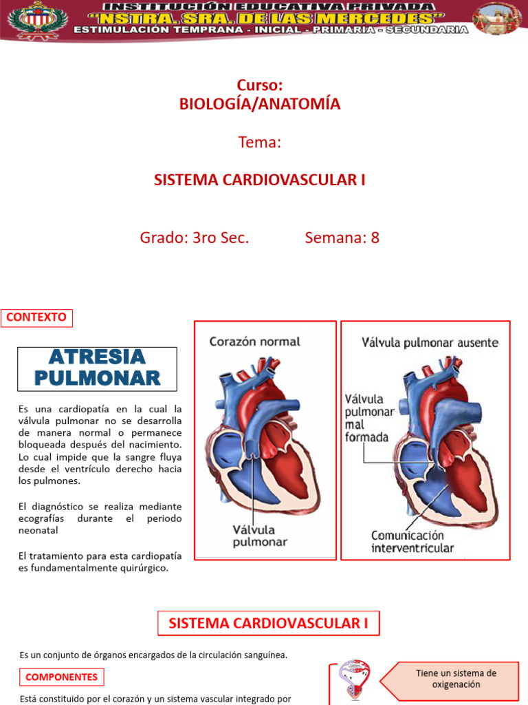 Sistema Cardiovascular: Corazón y Funciones | PDF | Sistema ...