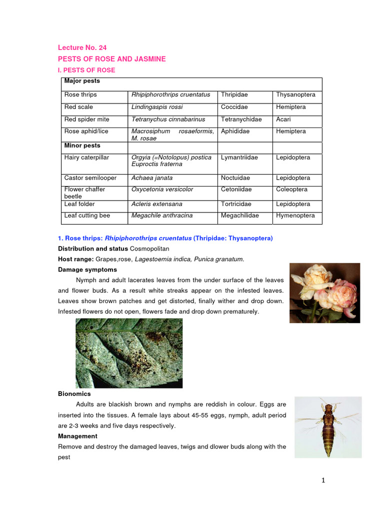 Lec030 - Rose & Jasmine | PDF | Lepidoptera | Insects