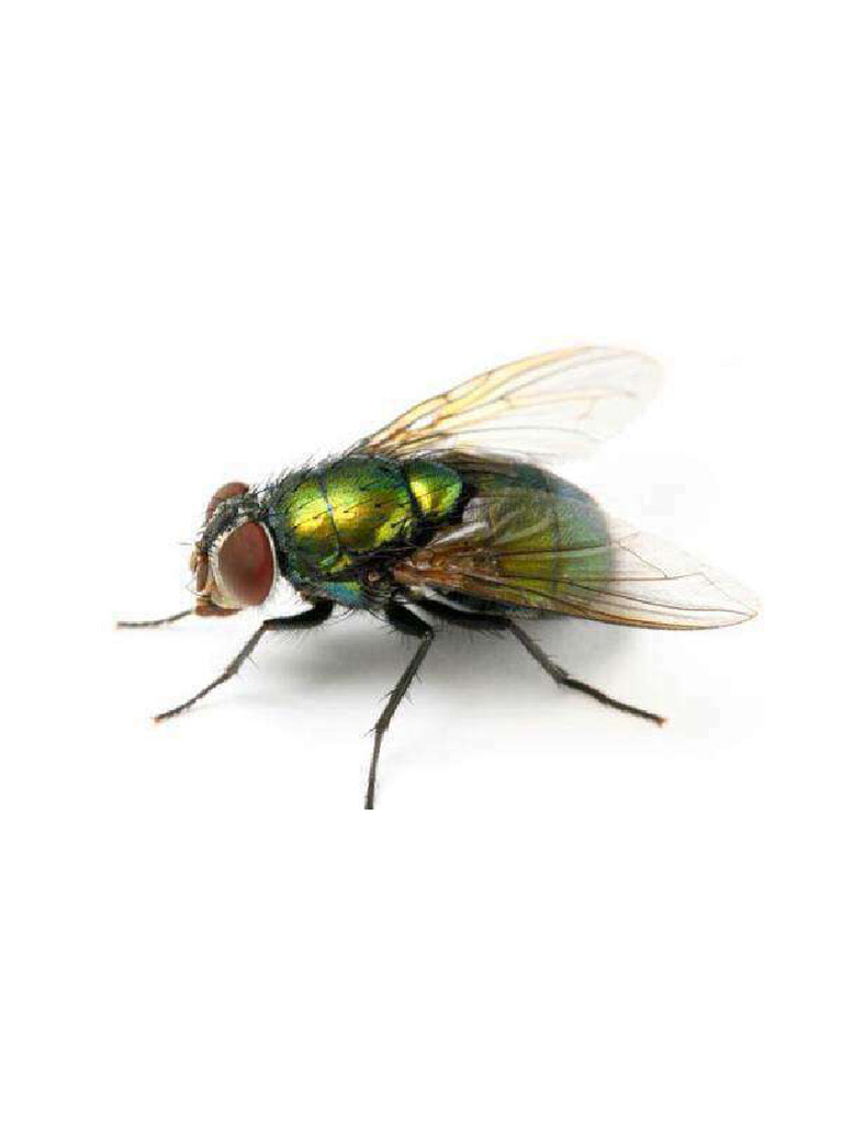 Flies | PDF