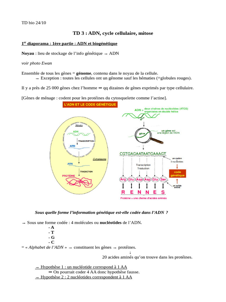 TD3 ADN Cycle Cellulaire Et Mitose | PDF