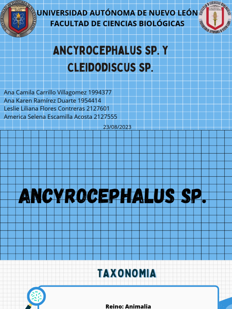 Análisis de Ancyrocephalus y Cleidodiscus | PDF