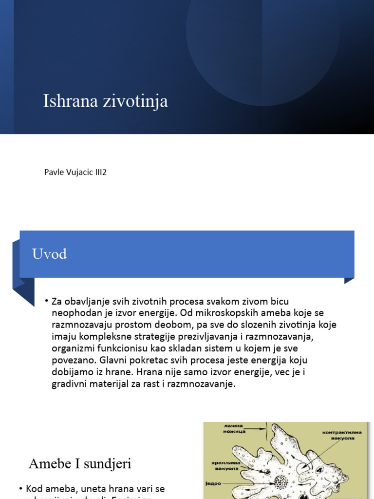 Ishrana Kod Zivotinja | PDF