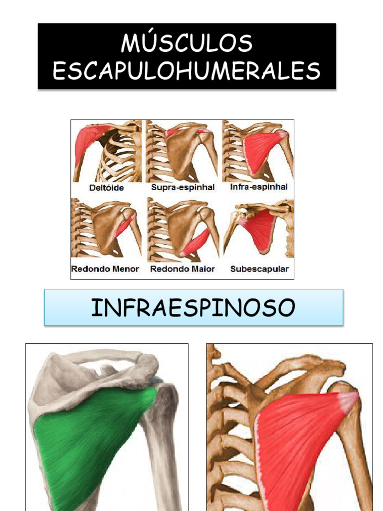 MÚSCULOS Infraespinoso y Redondo Menor | PDF