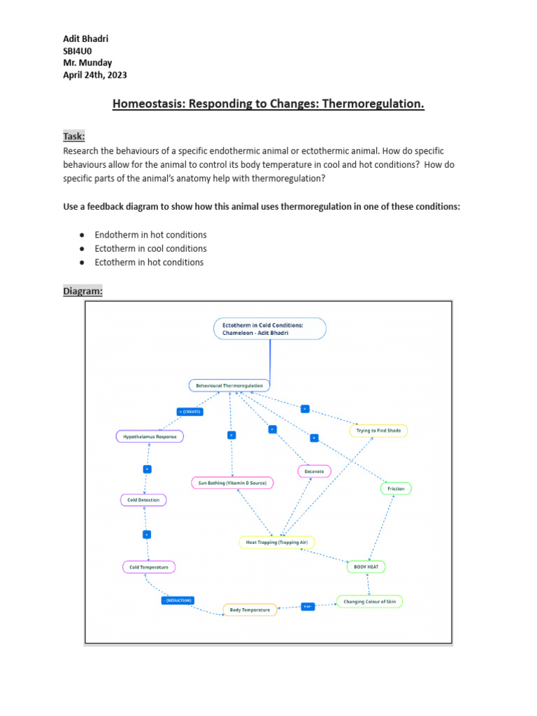 Homeostasis - Responding To Changes - Thermoregulation - Adit Bhadri | PDF