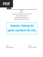 Aparato Reproductor Del Cerdo | PDF | Sistema reproductivo | Hormona ...