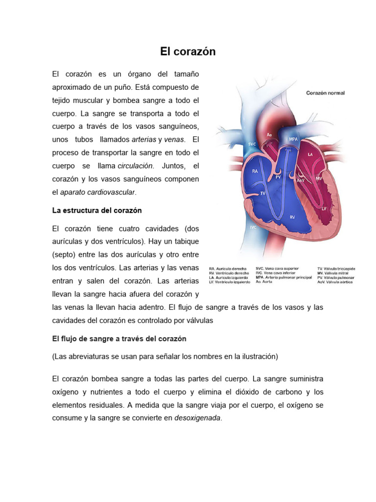 El corazón | PDF
