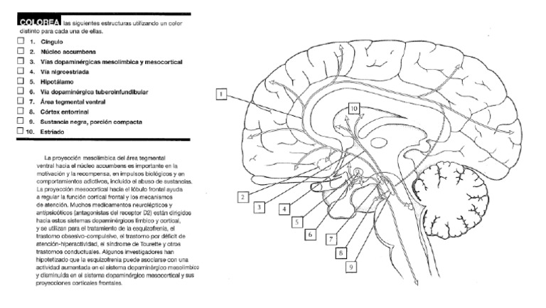 Sistema de Recompensa Cerebral | PDF