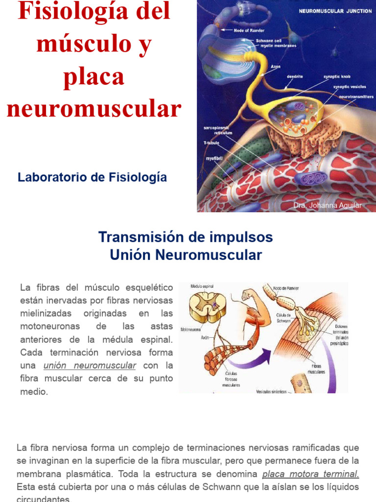 Placa Neuromuscular | PDF | Unión neuromuscular | Acetilcolina