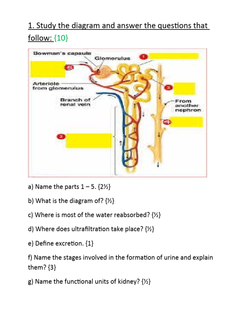 Biology Diagram Based Questions | PDF | Kidney | Blood