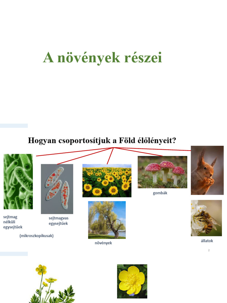 1 - A Növény Részei | PDF