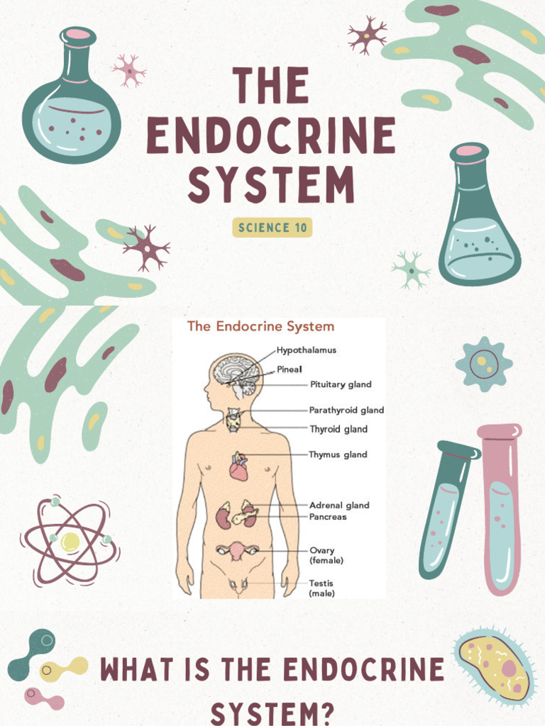 Endocrine System | PDF | Hormone | Human Body