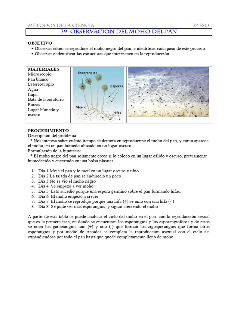 39 Moho Del Pan | PDF