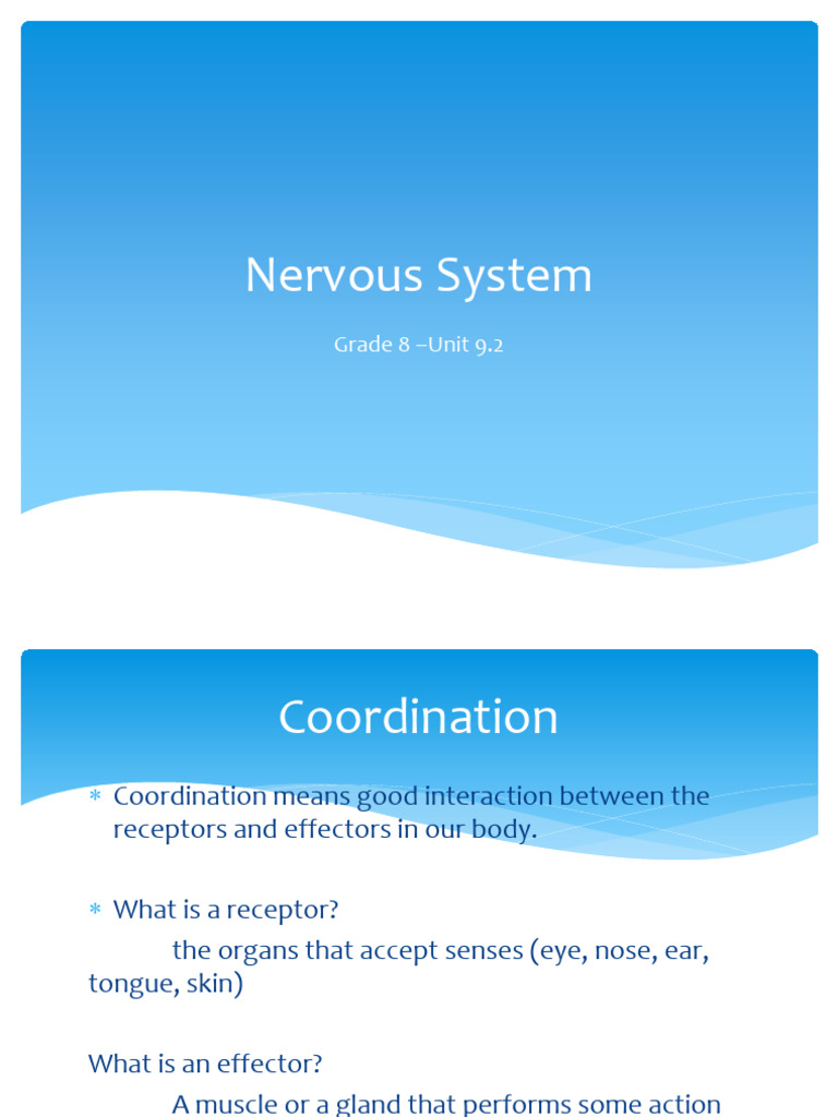 Grade 8 - Nervous System and Skin | PDF