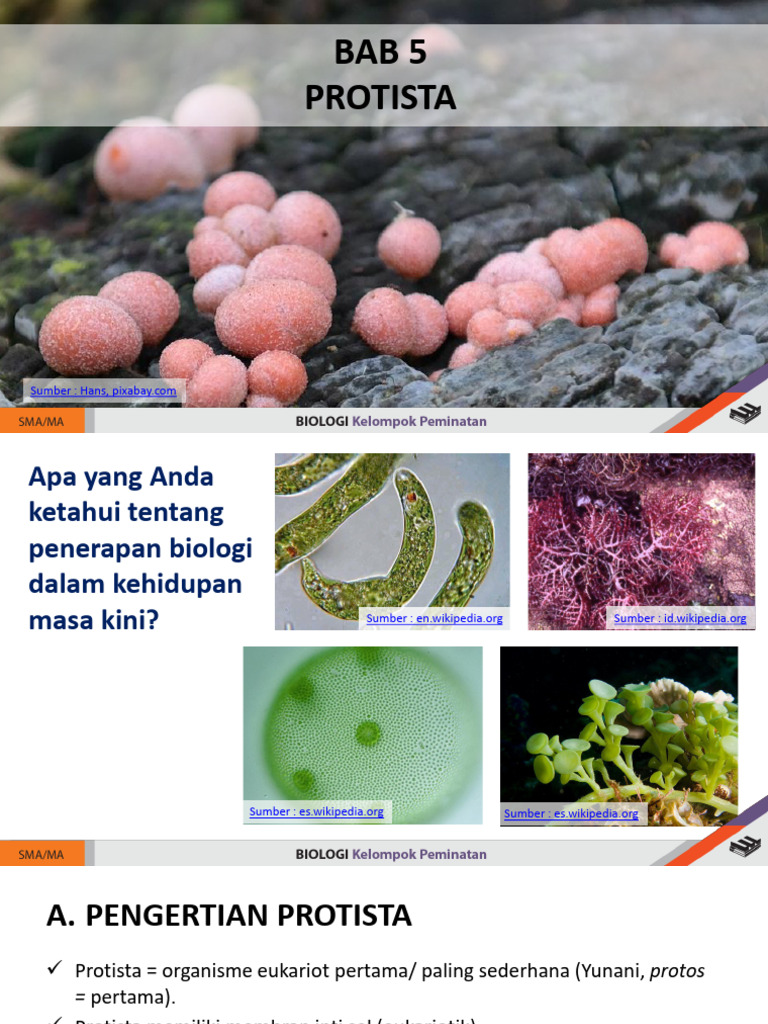 Protista Mirip Tumbuhan | PDF