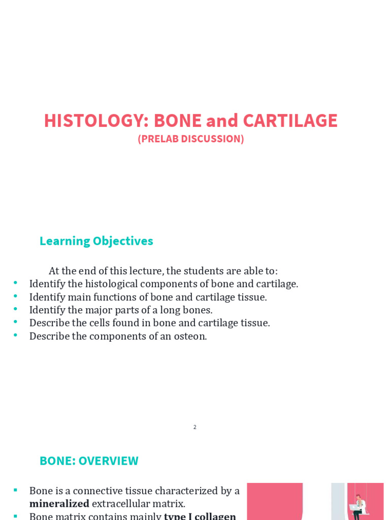 Bone and Cartilage | PDF | Bone | Osteoblast