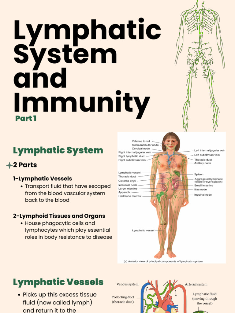 Lymphatic System Part 1 | PDF
