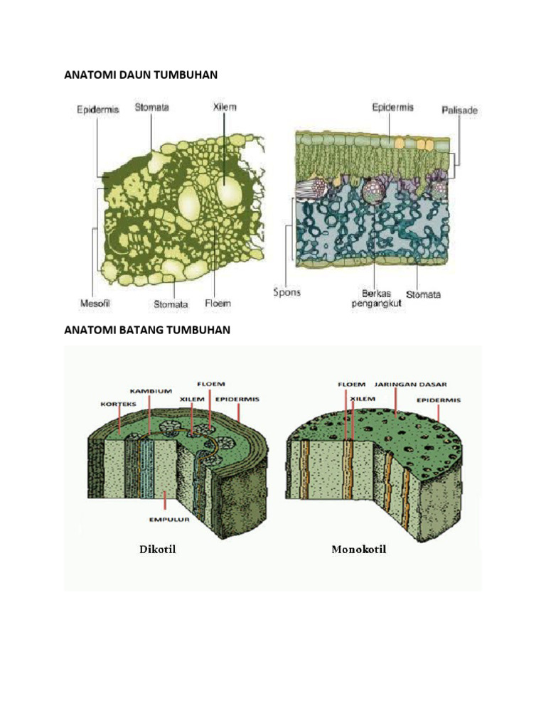 ANATOMI DAUN TUMBUHAN | PDF
