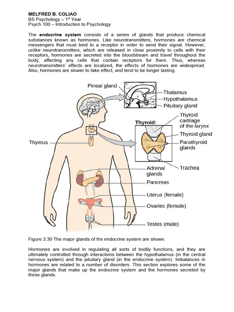The Endocrine System | PDF