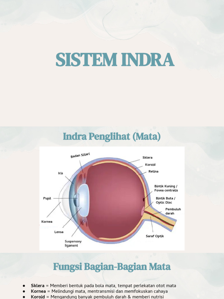 Sistem Indera - Biologi Kelas 11 | PDF
