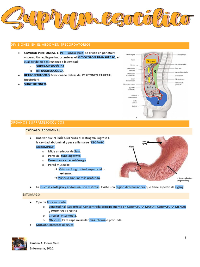Supramesocolico | PDF | Estómago | Abdomen