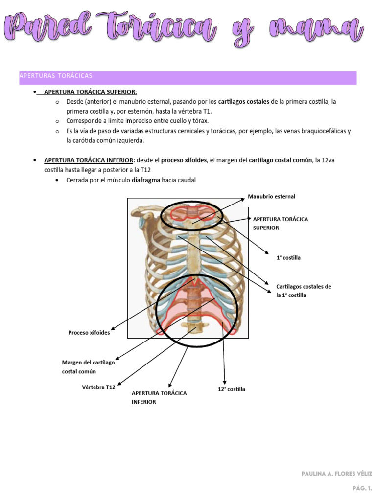 Aperturas Torácicas: Superior e Inferior | PDF