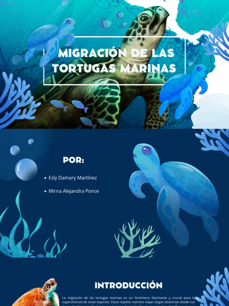PRESENTACIÓN SOBRE LA MIGRACIÓN DE TORTUGAS MARINAS | PDF | Tortuga ...