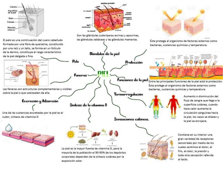 Funciones y Estructuras de la Piel | PDF | Piel | Glándulas