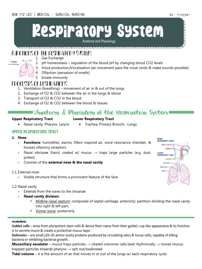 NCM 112 LEC Topic 1 Respiratory System Anatomy Physiology | PDF ...