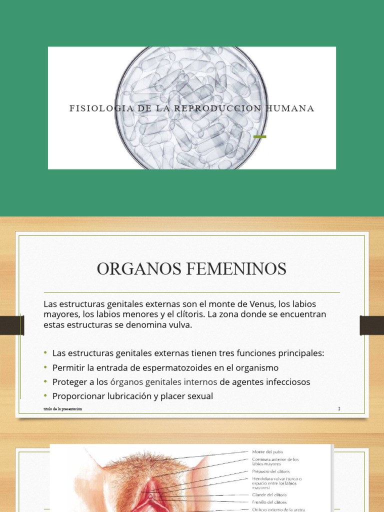 FISIOLOGIA DE LA REPRODUCCION HUMANA | PDF