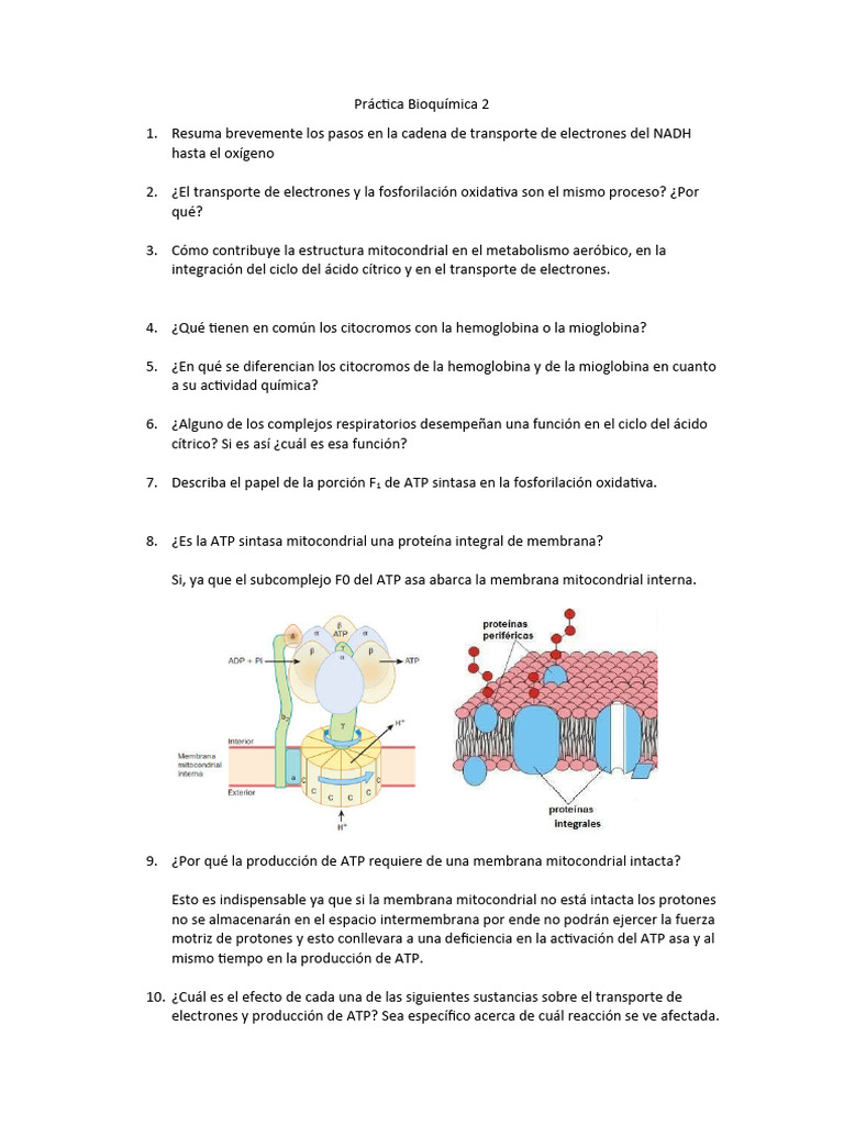 Práctica Bioquímica 2 - 1 | PDF | Ciencia y matemáticas