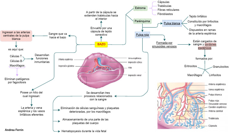 Bazo | PDF | Bazo | Morfología (biología)