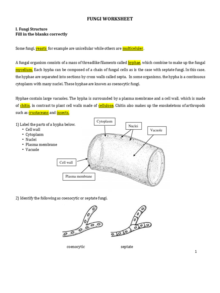 Fungi Worksheet | PDF